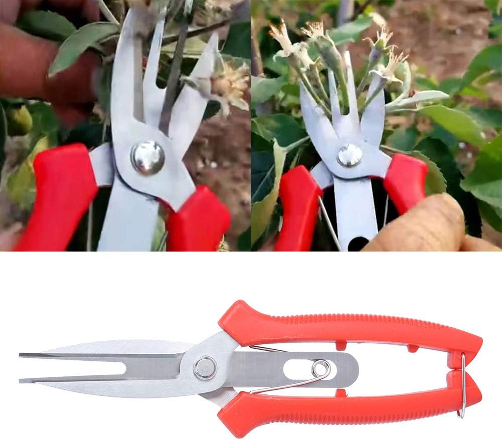 Forbici da potatura, forbici per mele, forbici per fiori, forbici da ...