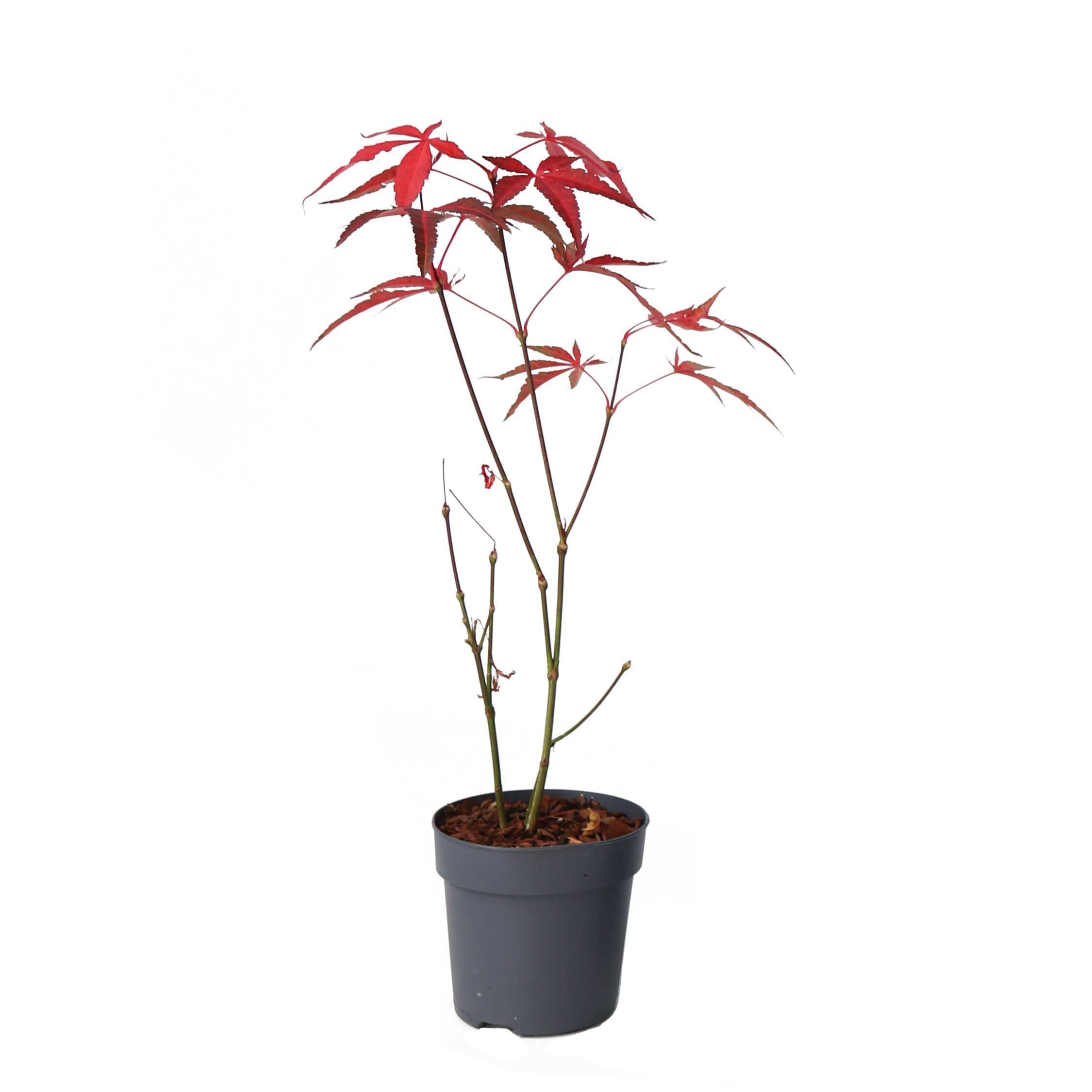 Aceri giapponese - Acer palmatum 'Atropurpureum' - Altezza 25-40cm ...