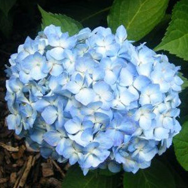 Hortensia 'Gertrude Glahn' - Hydrangea macrophylla 'Gertrud Glahn' - 25 ...