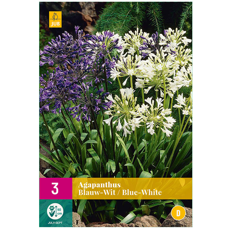 3 AGAPANTHUS BLEU/BLANC | Leroy Merlin