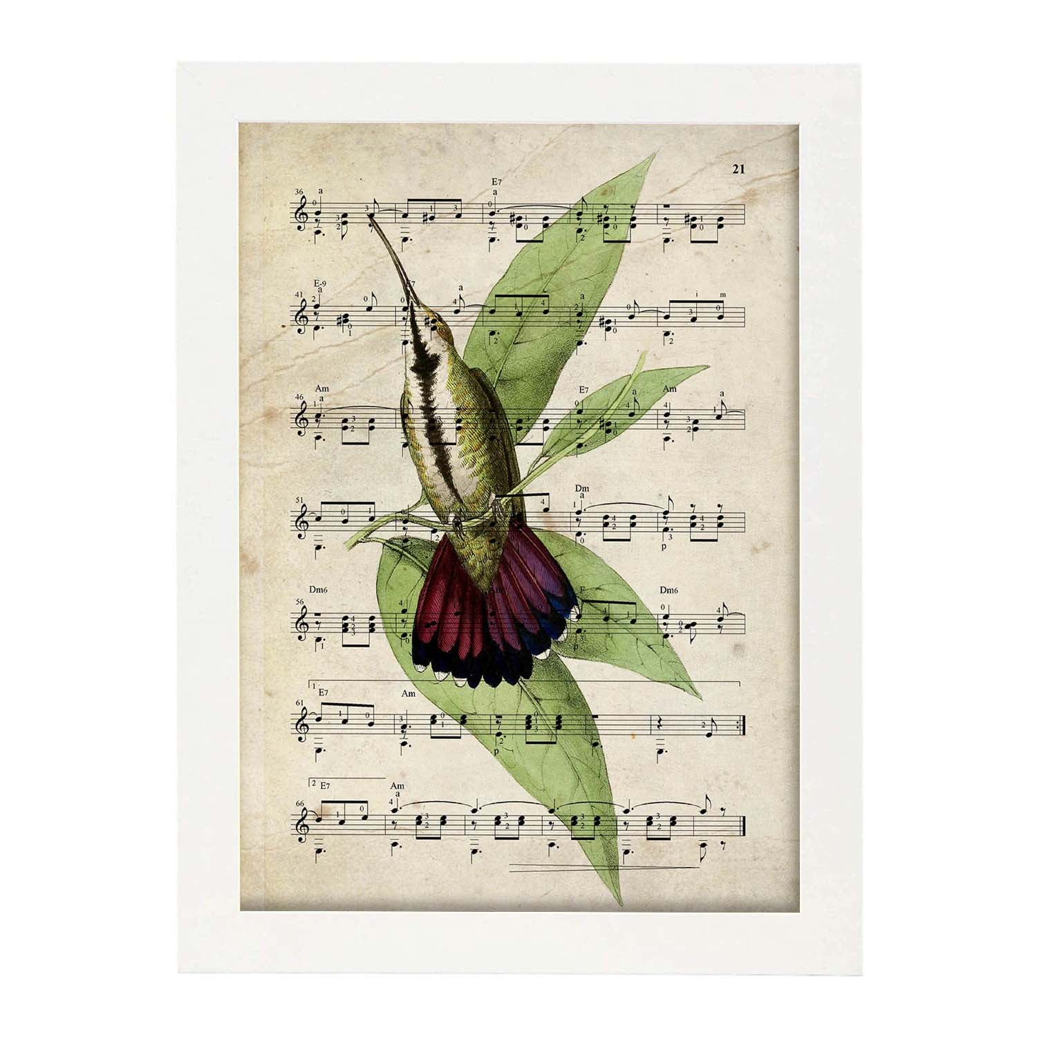 Poster De Pajaros. Lamina De Colibri Con Partituras. Cuadros De ...