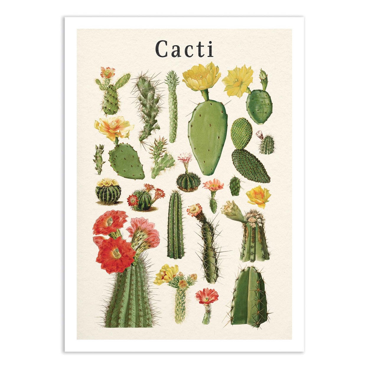 Affiche d’art 50 x 70 cm - Cacti collection - Gal Design | Leroy Merlin