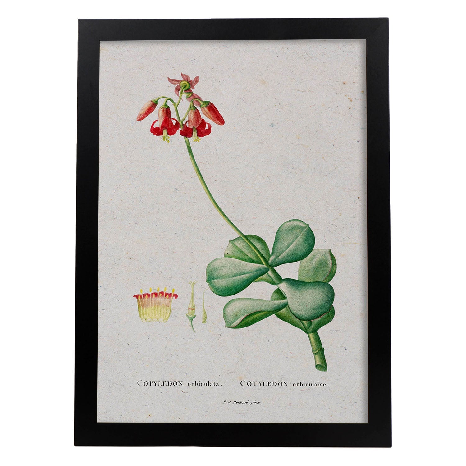 Foglio Naturale - 027. Poster Con Illustrazioni In Acquerello Di Pierre ...