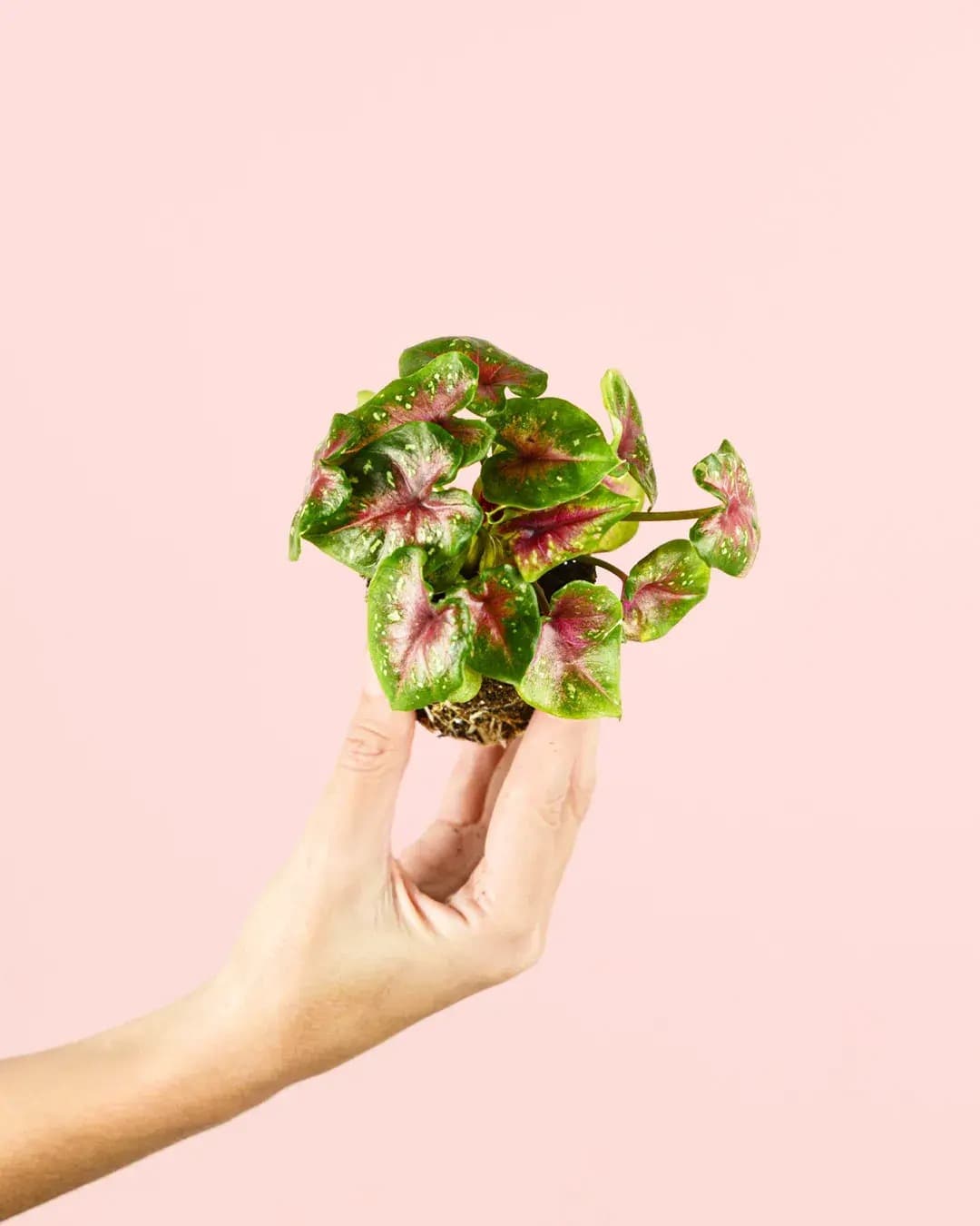 Caladium Casey Mini | Plantas Naturales Interior | Pur Plant | Leroy Merlin