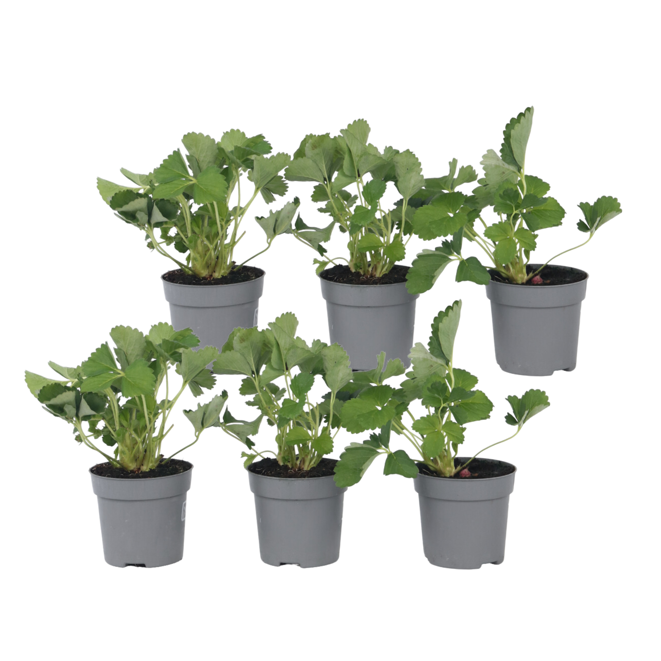 Fraisier - Set de 6 - Fragaria x ananassa 'Roman' - Hauteur 15-20cm ...
