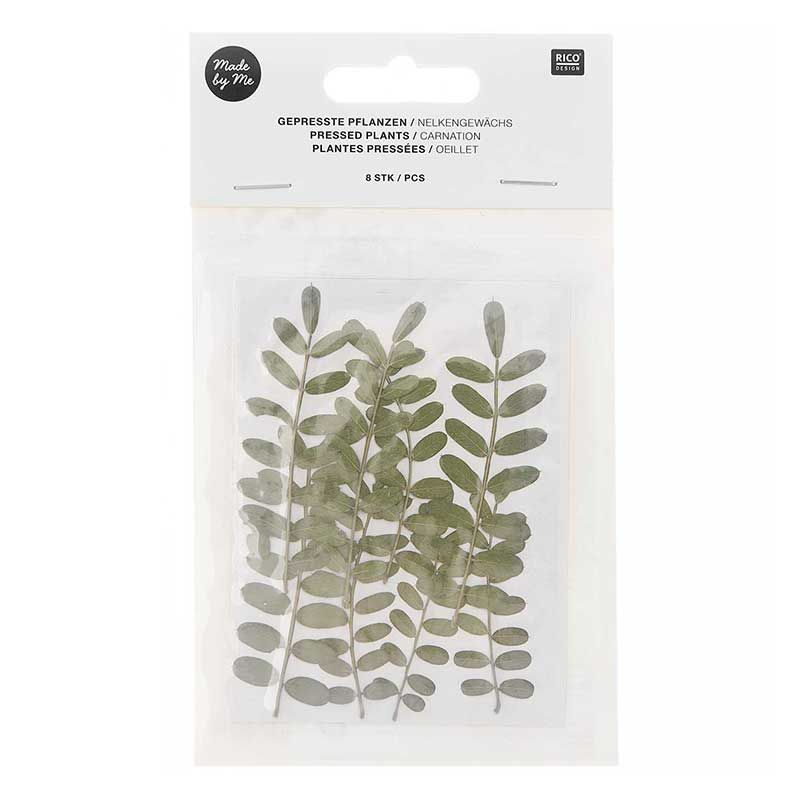 Claveles secos y prensados | Leroy Merlin