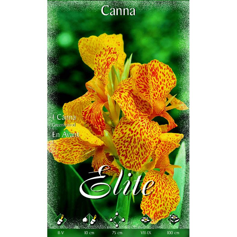 Bulbo Canna narnaja hoja verde 1 | Leroy Merlin