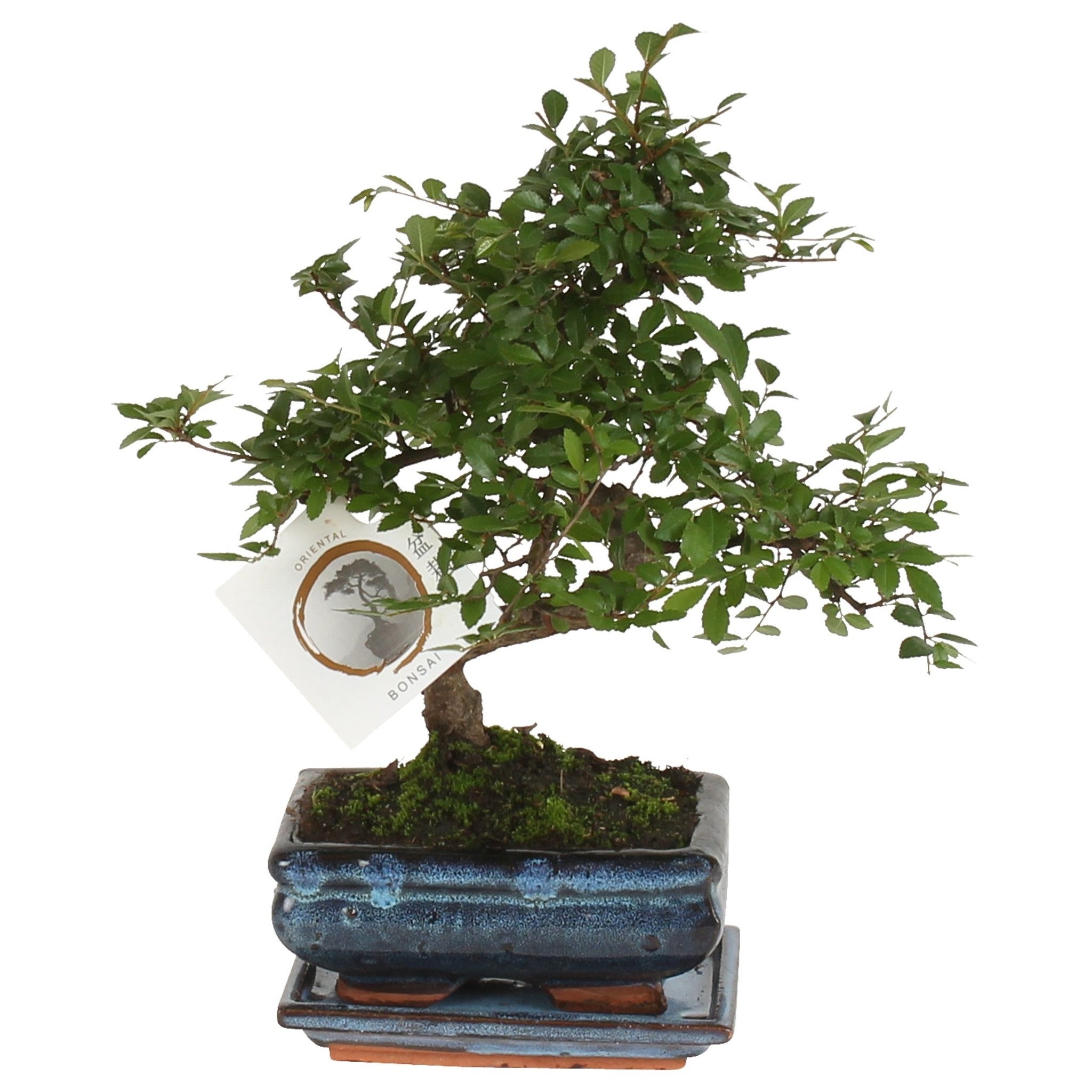 Plant in a Box - Bonsai 'Zelkova' - Forma a S - Altezza 20-30 cm ...