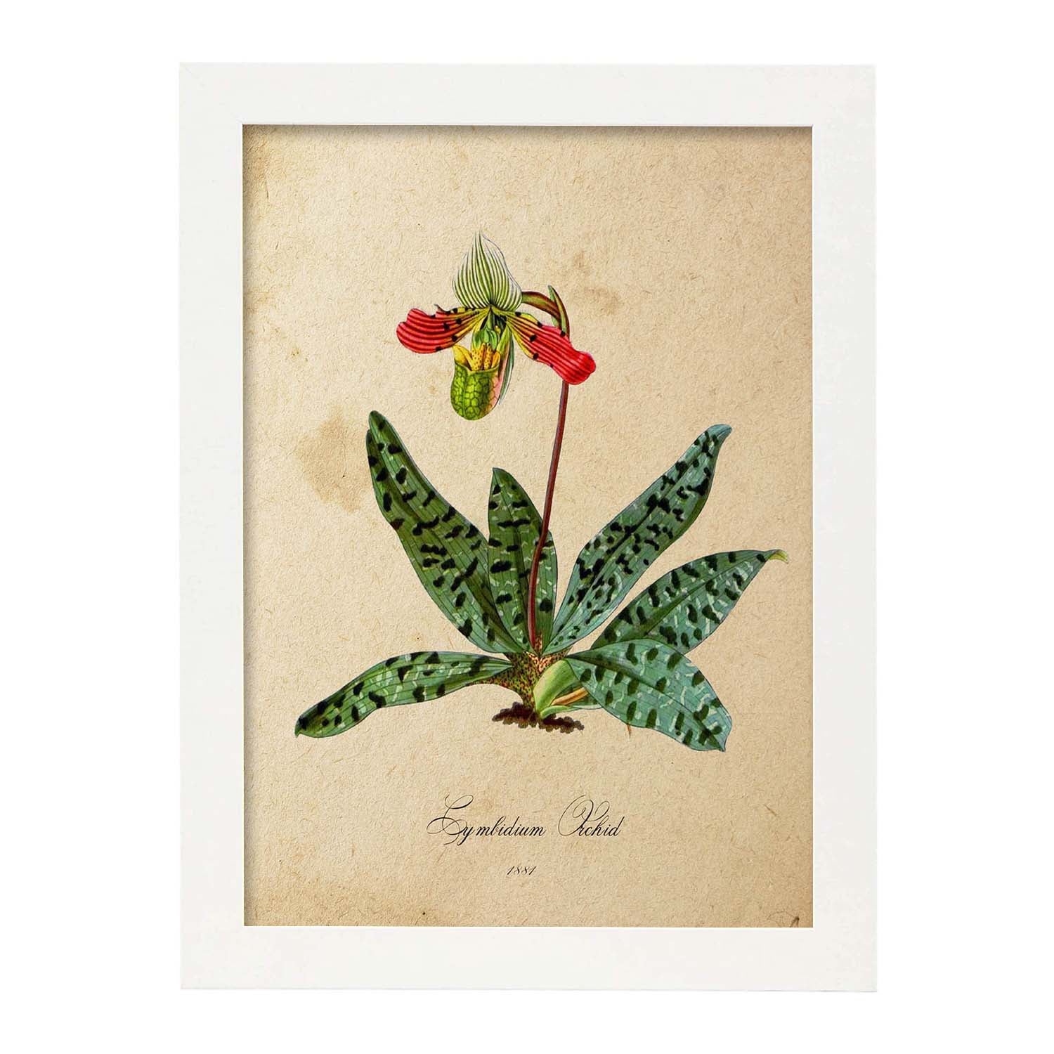 Affiche De Fleurs Vintage. Orchidée Avec Des Feuilles Lame Avec Design ...