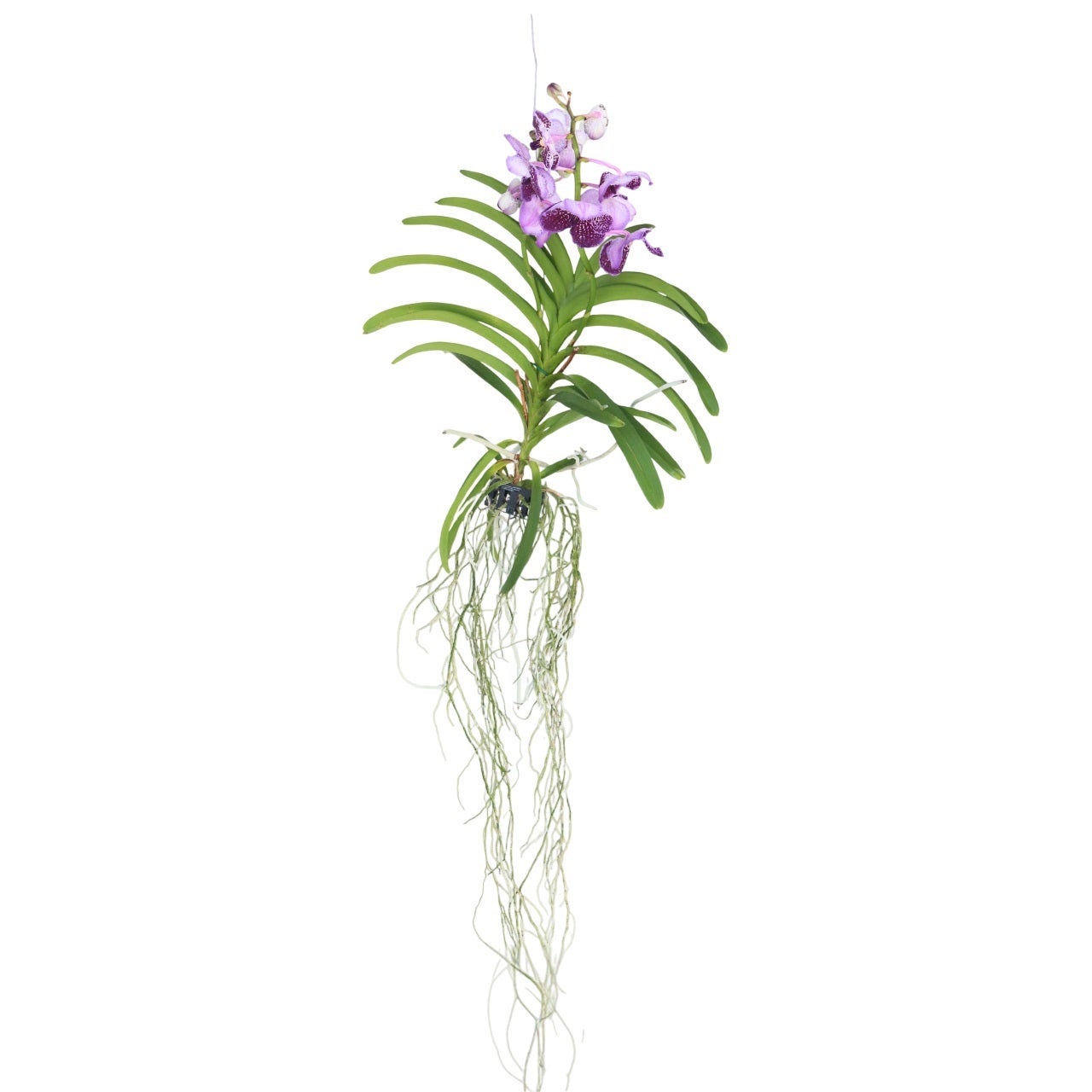 Orquídea Vanda - Vanda 'Lila' - Altura 55-65cm | Leroy Merlin
