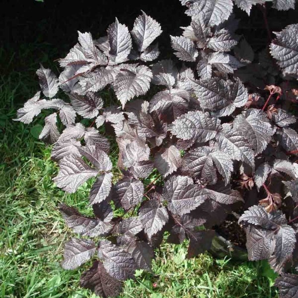 Astilbe 'Chocolate Shogun' Godet de 8/9 cm | Leroy Merlin