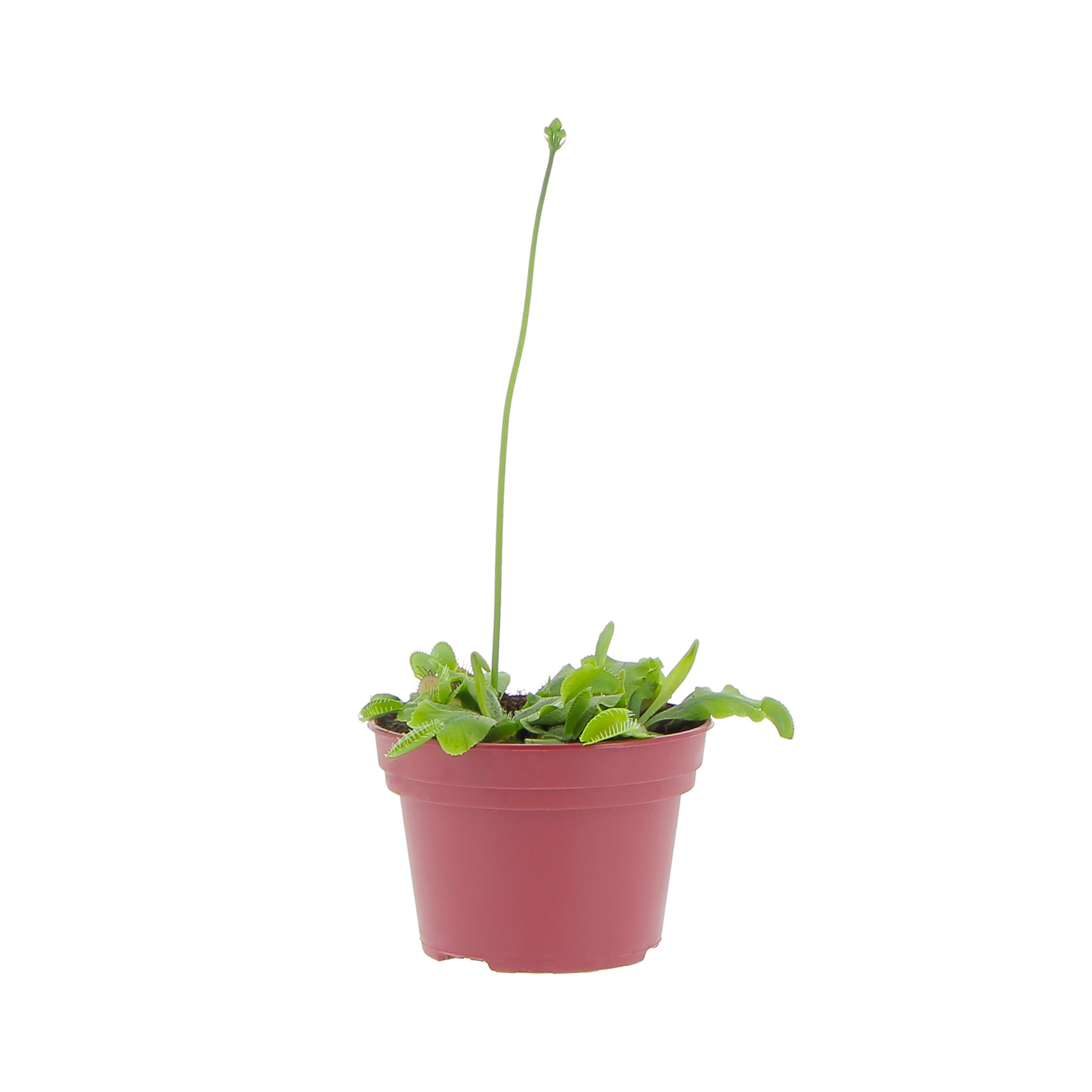 KENTIS - Dionaea Muscipula - Venere Acchiappamosche - Pianta Carnivora ...