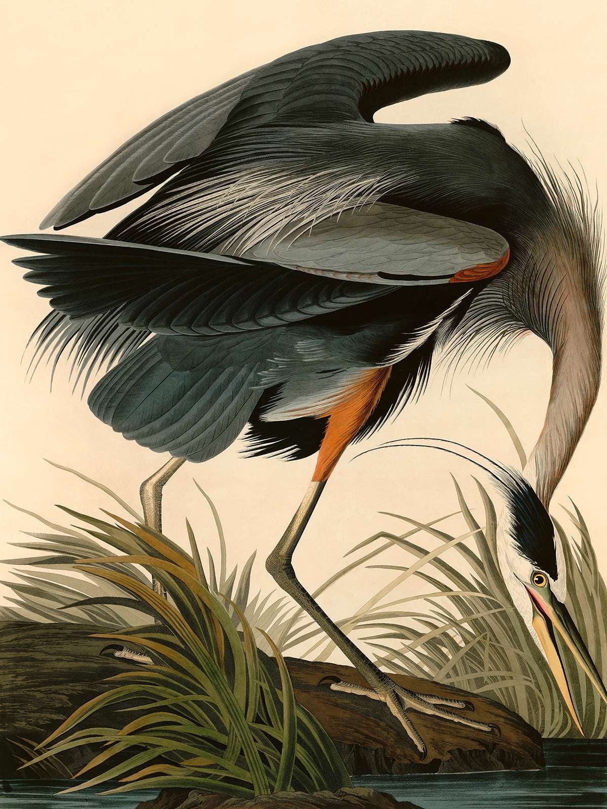 Póster de Audubon, Garza Azul (Impresión en papel, 70 x 50 cm, sin ...