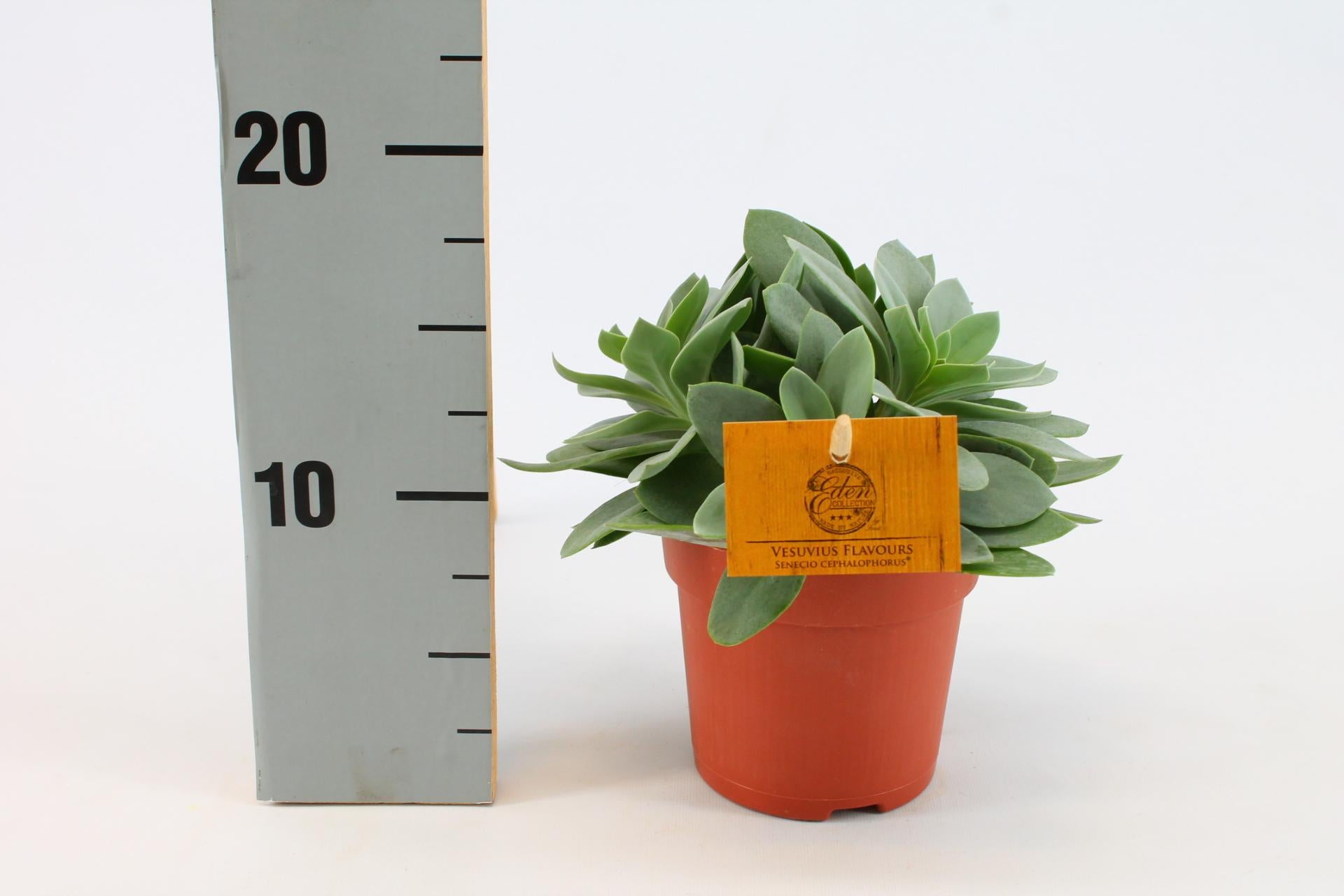 Senecio Cephalophorus - Ø10,5cm - H15cm– ComfortXL Green | Leroy Merlin