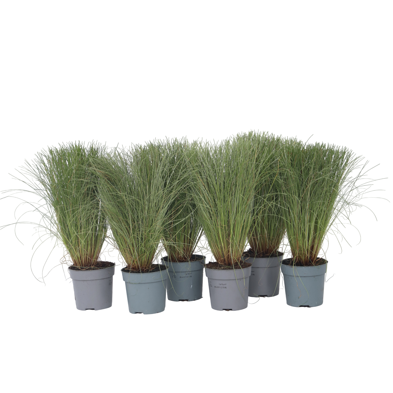 Carex Niebla Amazónica - 6 pzs - Carex 'Amazon Mist' - Altura 15-25cm ...