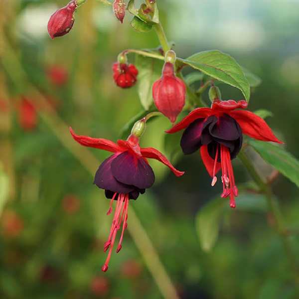 Fuchsia 'Lady Boothby ?' 3L - 60/90cm | Leroy Merlin