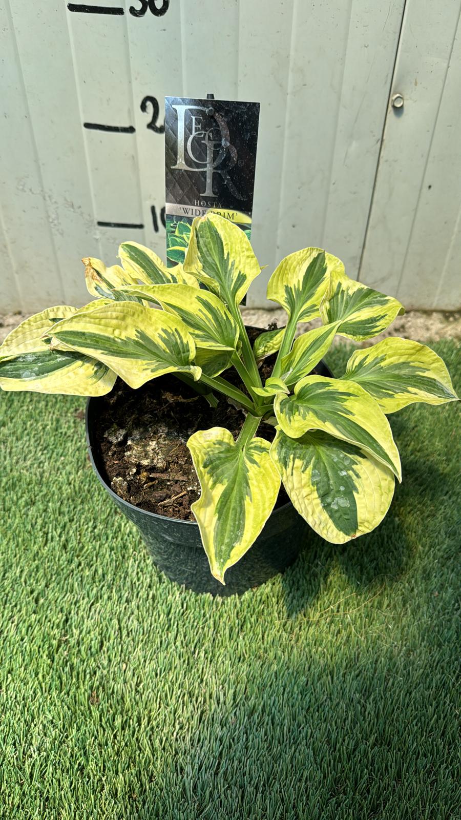 Pianta Hosta wide brim, h30cm vaso 20, foto reali | Leroy Merlin