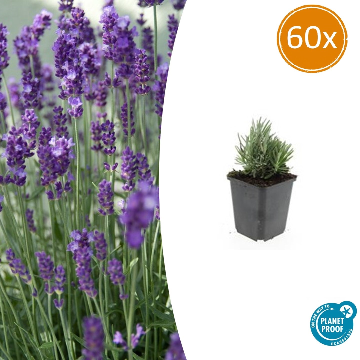 60x Planta Lavandula ang. 'Dwarf Blue' - ↕10-25cm (altura) - Ø9cm ...