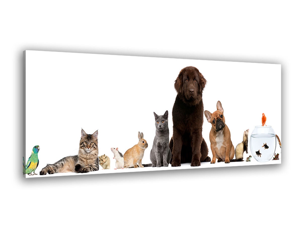 Tableau animaux de compagnie - 80x30 cm | Leroy Merlin