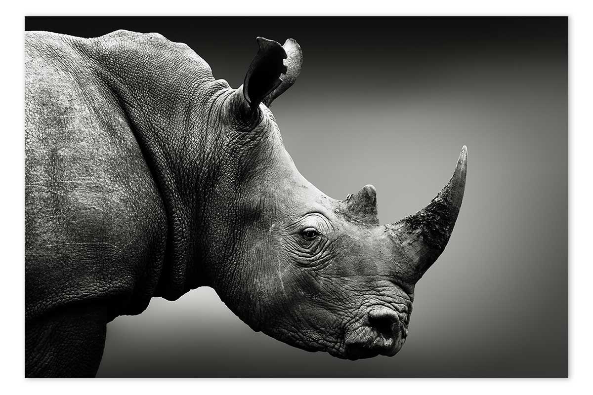 Affiche Rhinoceros Close up noir et blanc - 60x40cm - made in France ...