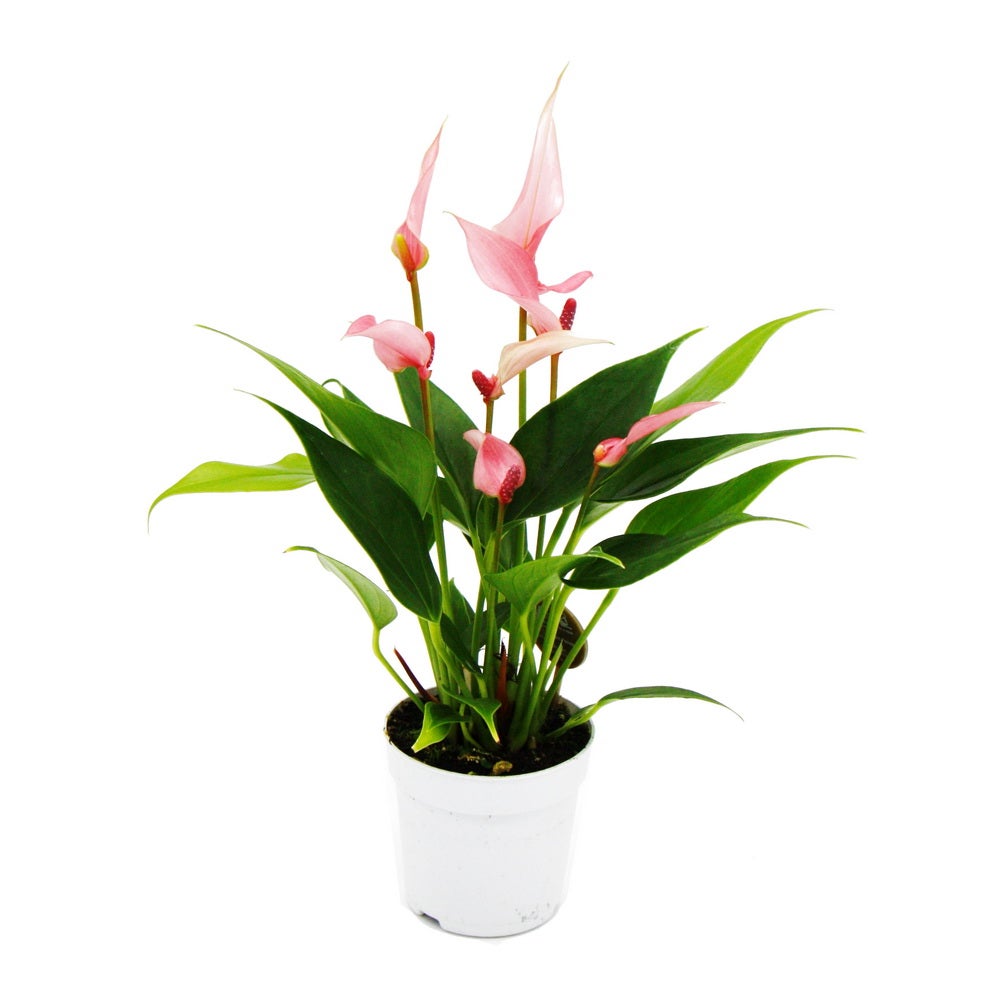 Anthurium andreanum D?tské anthurium mini rostlina 7cm hrnec malokv?tá ...