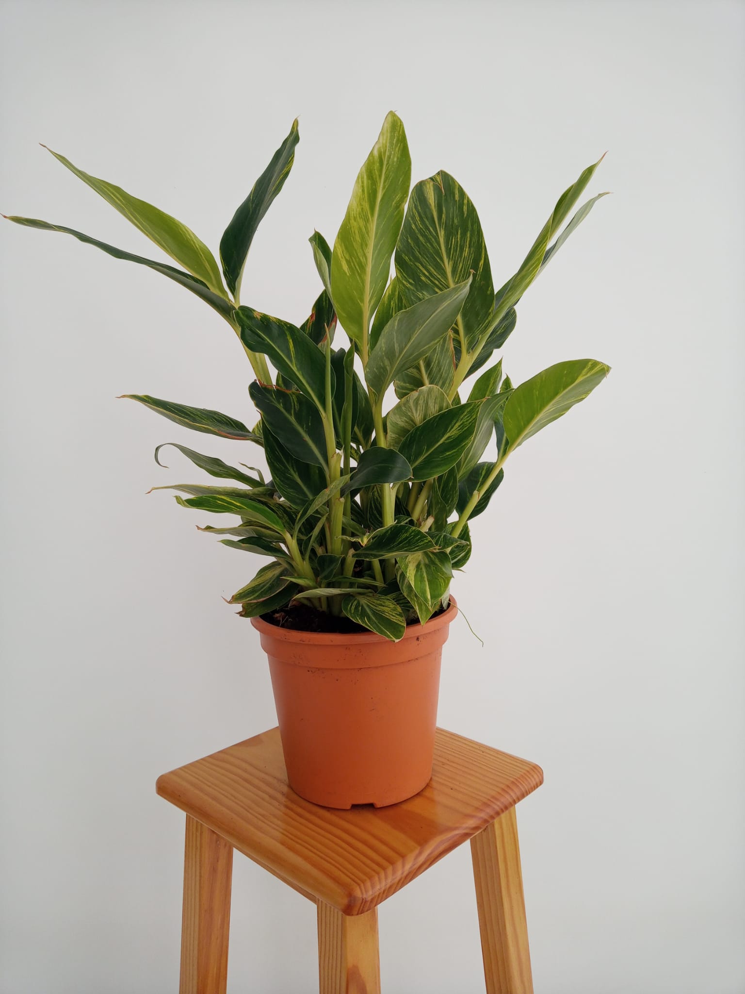 Jengibre Variegado - Alpinia Zerumbet Variegata Planta Natural M20 ...