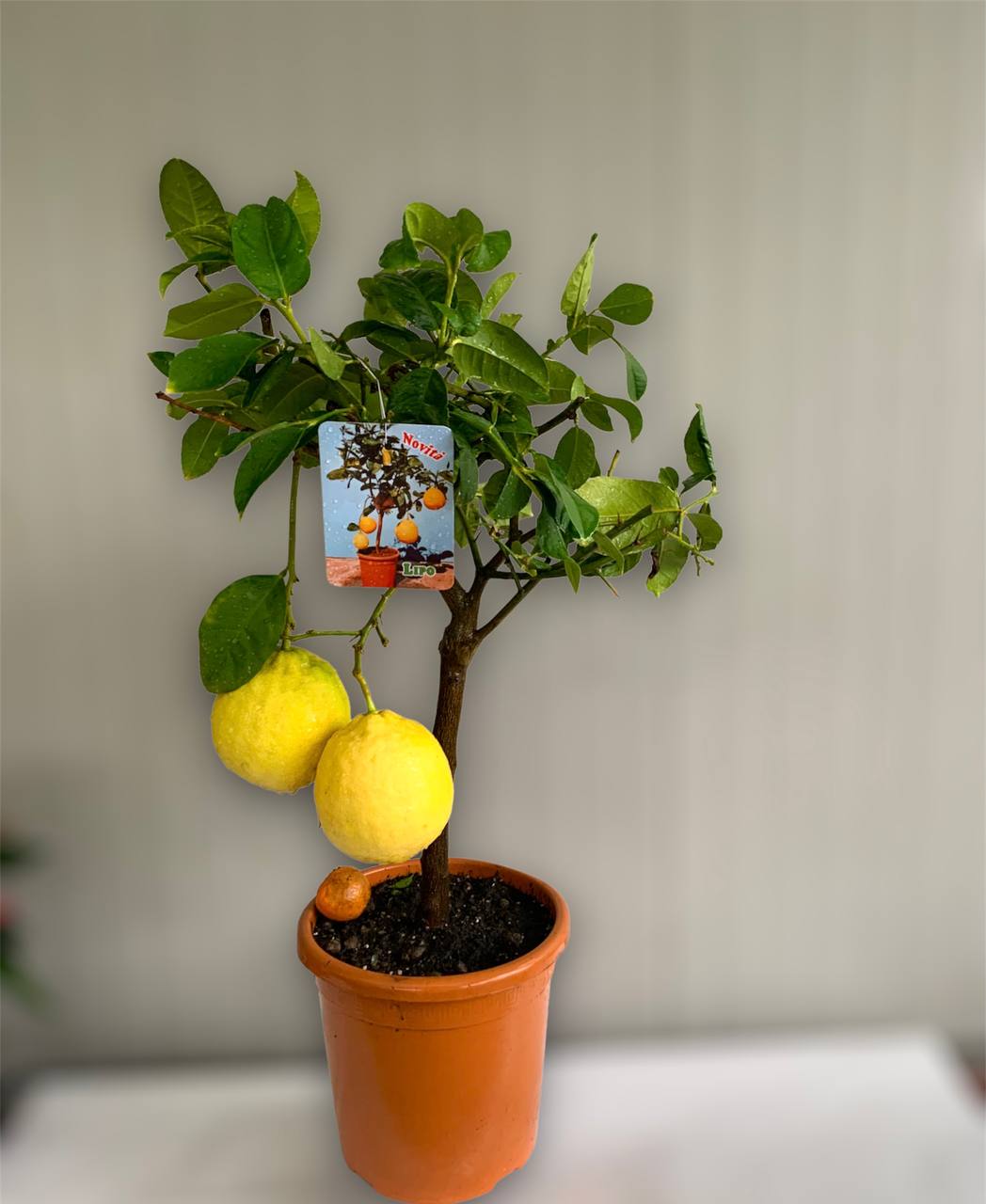 Pianta di Limone Imperiale, limone lipo ibrido tra limone e pompelmo ...