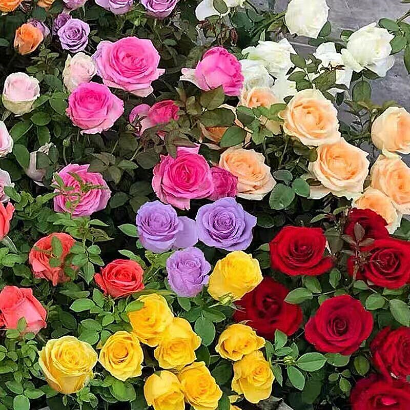 1200 graines de rosiers, graines de fleurs vivaces d'extérieur, graines ...