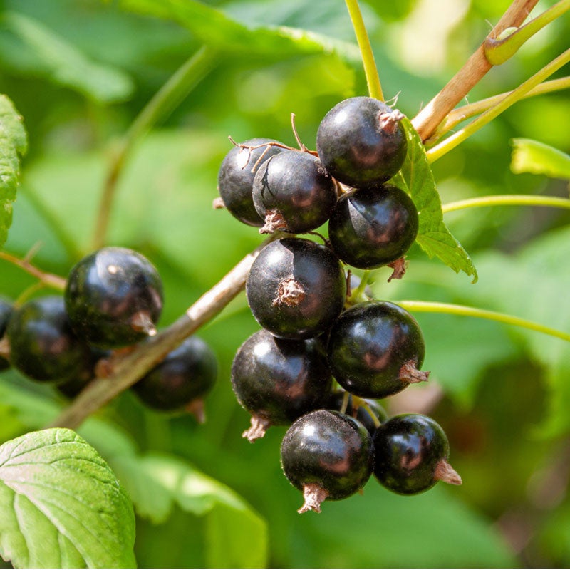 Plant Cassissier Andega Premium Pot 3L | Leroy Merlin