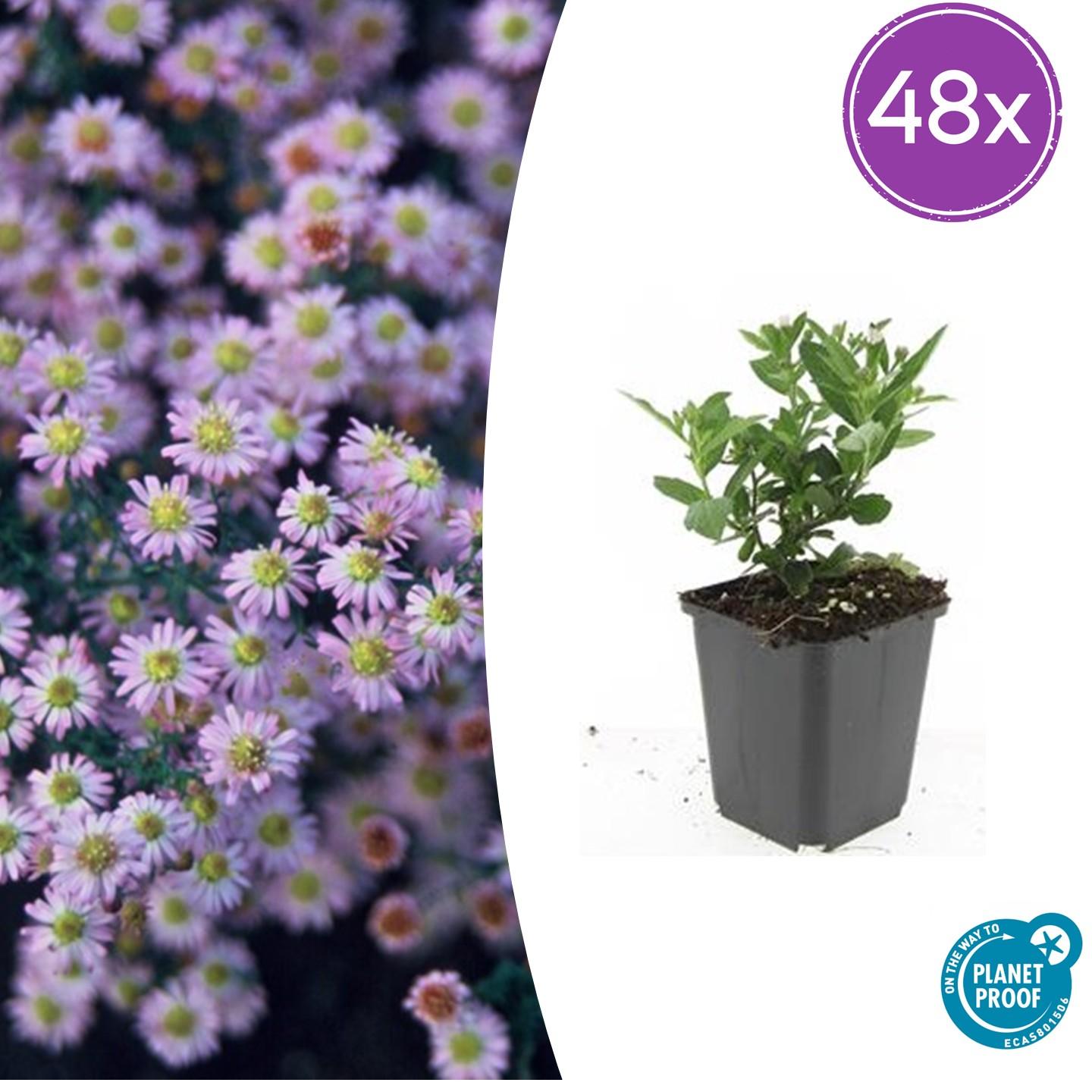 48x Aster ageratoides 'Stardust' | Pot Ø9 cm | Hauteur 10-25 cm ...