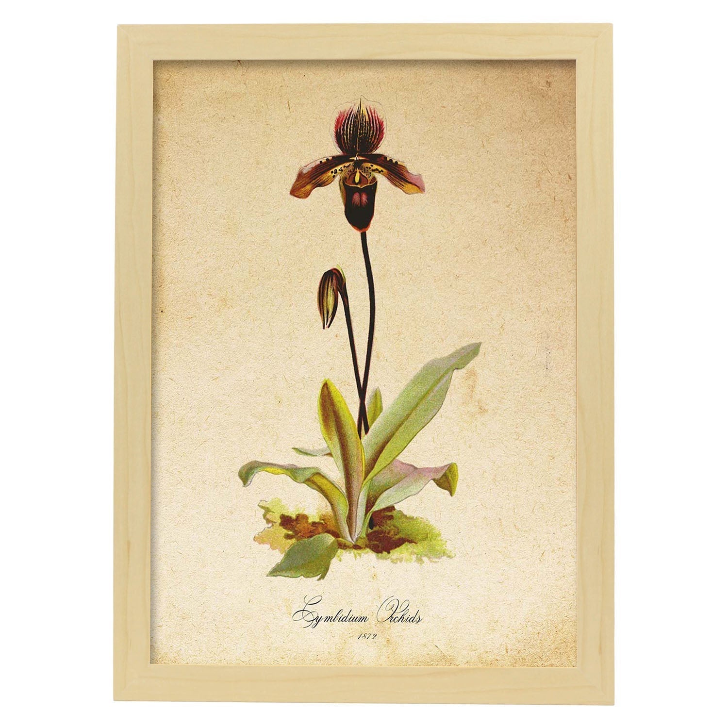 Affiche De Fleurs Vintage. Cymbidium Orchids Lame Avec Design Vintage ...