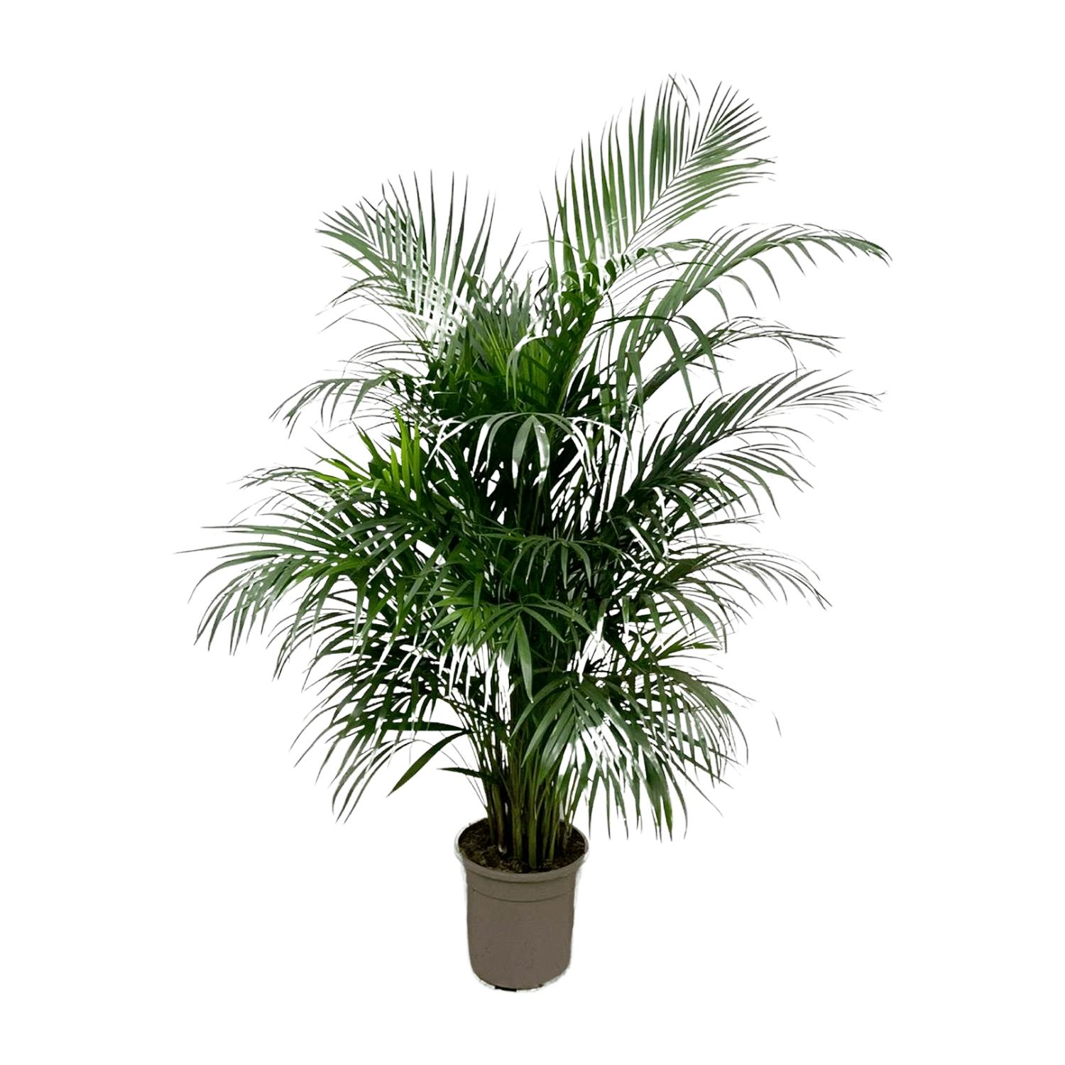 Palmera Dypsis Lutescens (Areca) – 150 cm – Ø24 cm– MOSELOTA Green ...