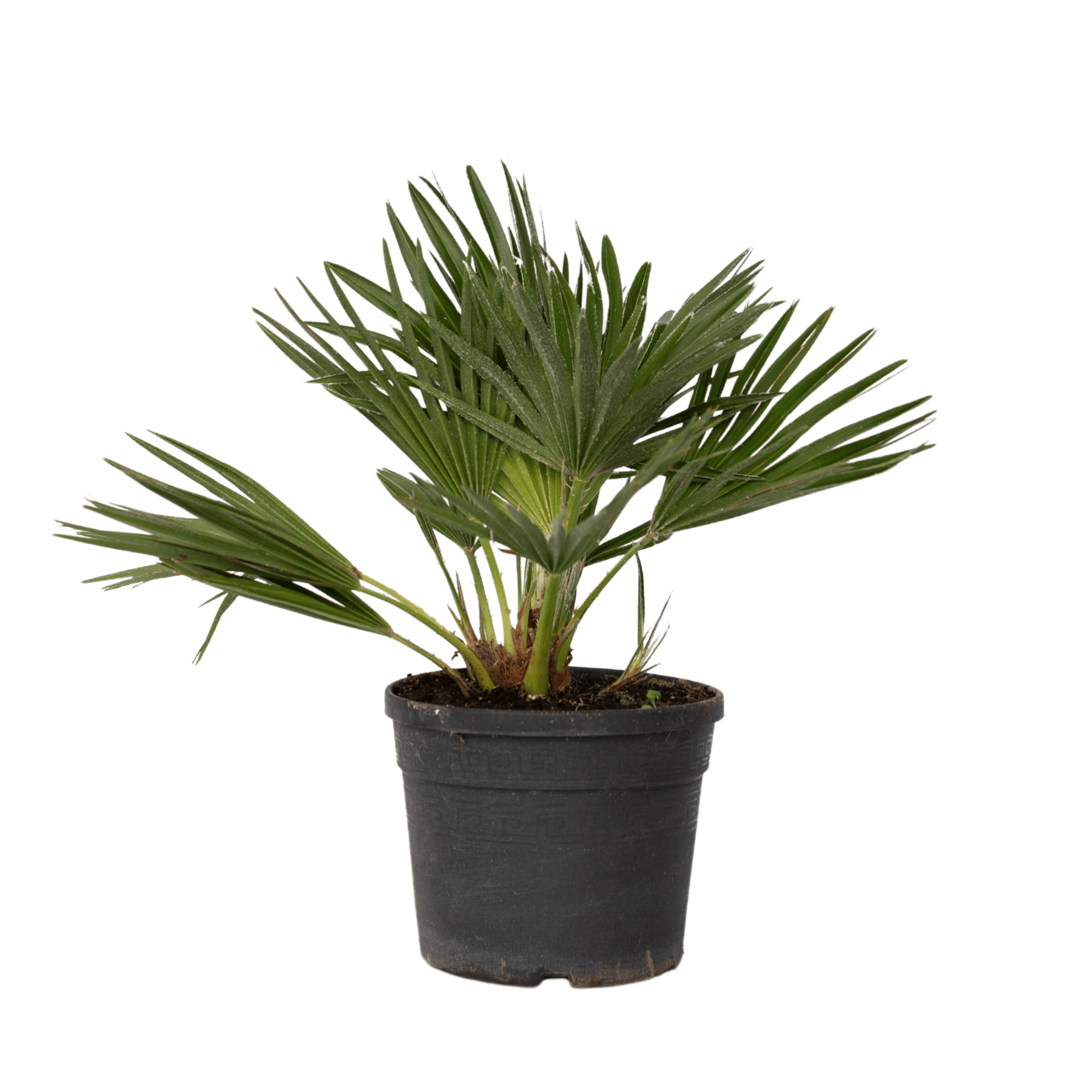 Palmito - Margallo - Chamaerops 'Vulcano' - Altura 35-45cm - ⌀19cm ...