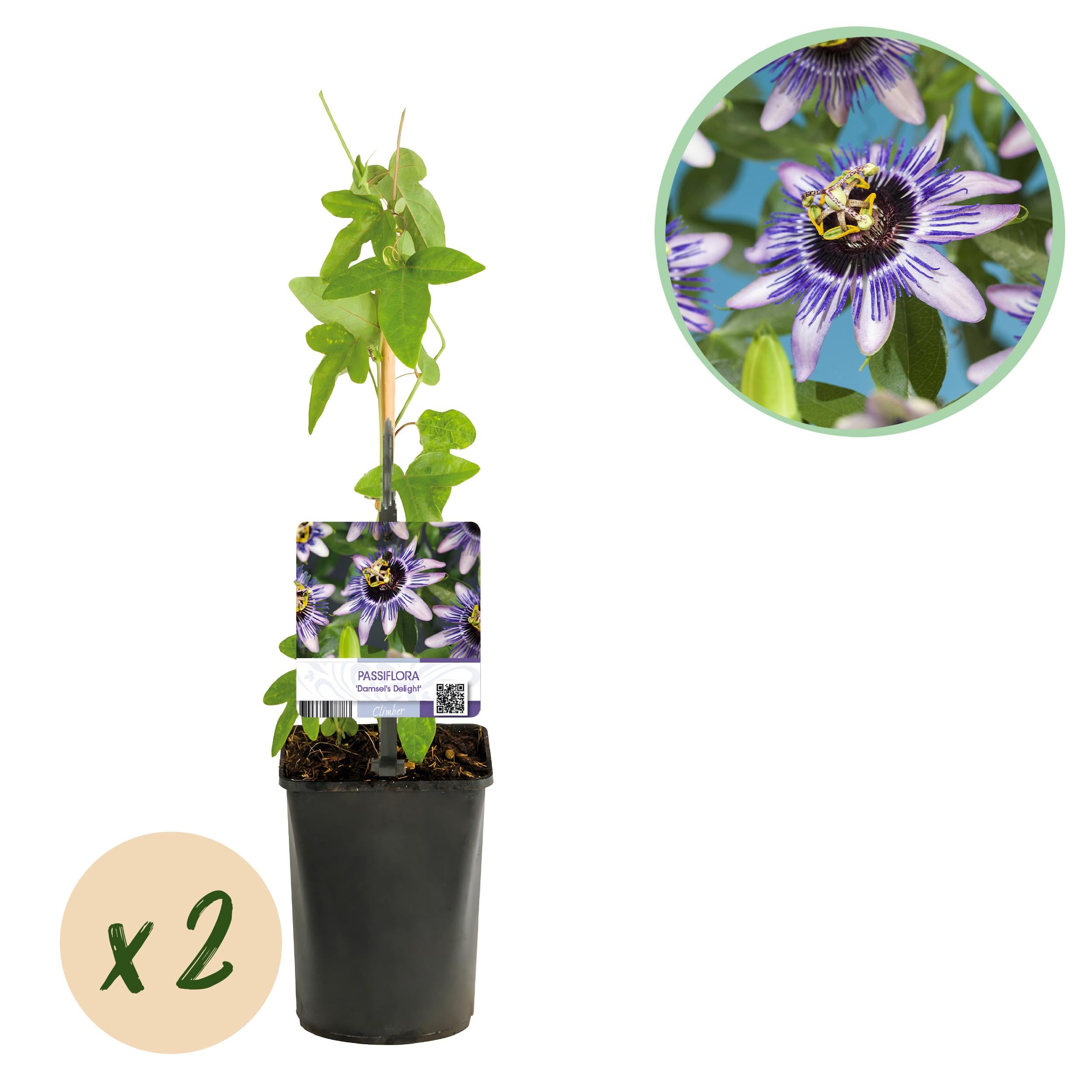 Green boutiQ – Passiflore Damsel's Delight – 2 plantes – Fleurs violet ...