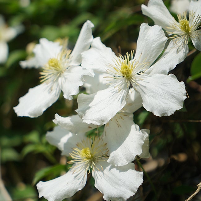 Clématite 'Spooneri' - clematis montana 3L - 60/90cm | Leroy Merlin
