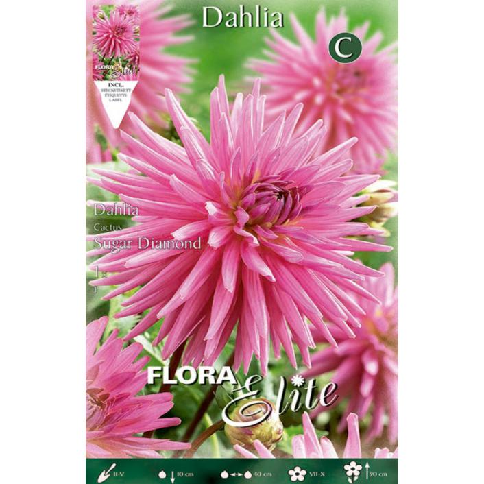Bulbo Dalia Cactus púrpura 1 | Leroy Merlin