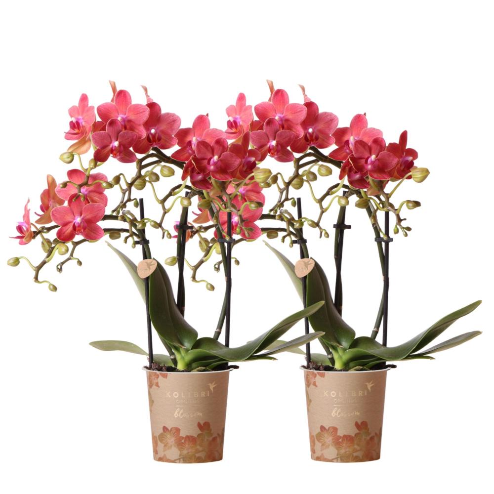 Orchidées Colibri - COMBI DEAL de 2 Orchidées Phalaenopsis Rouges ...