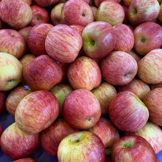 Albero da Frutto di Melo Varietà Fuji Vaso 20 | Leroy Merlin