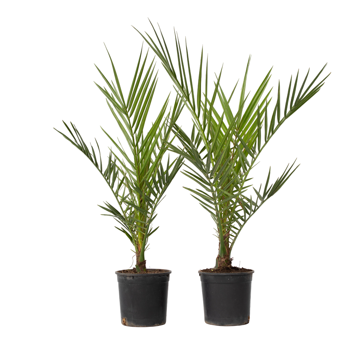 Palmera Canaria - 2 pzs - Phoenix canariensis - Altura 50-60cm - ⌀15cm ...
