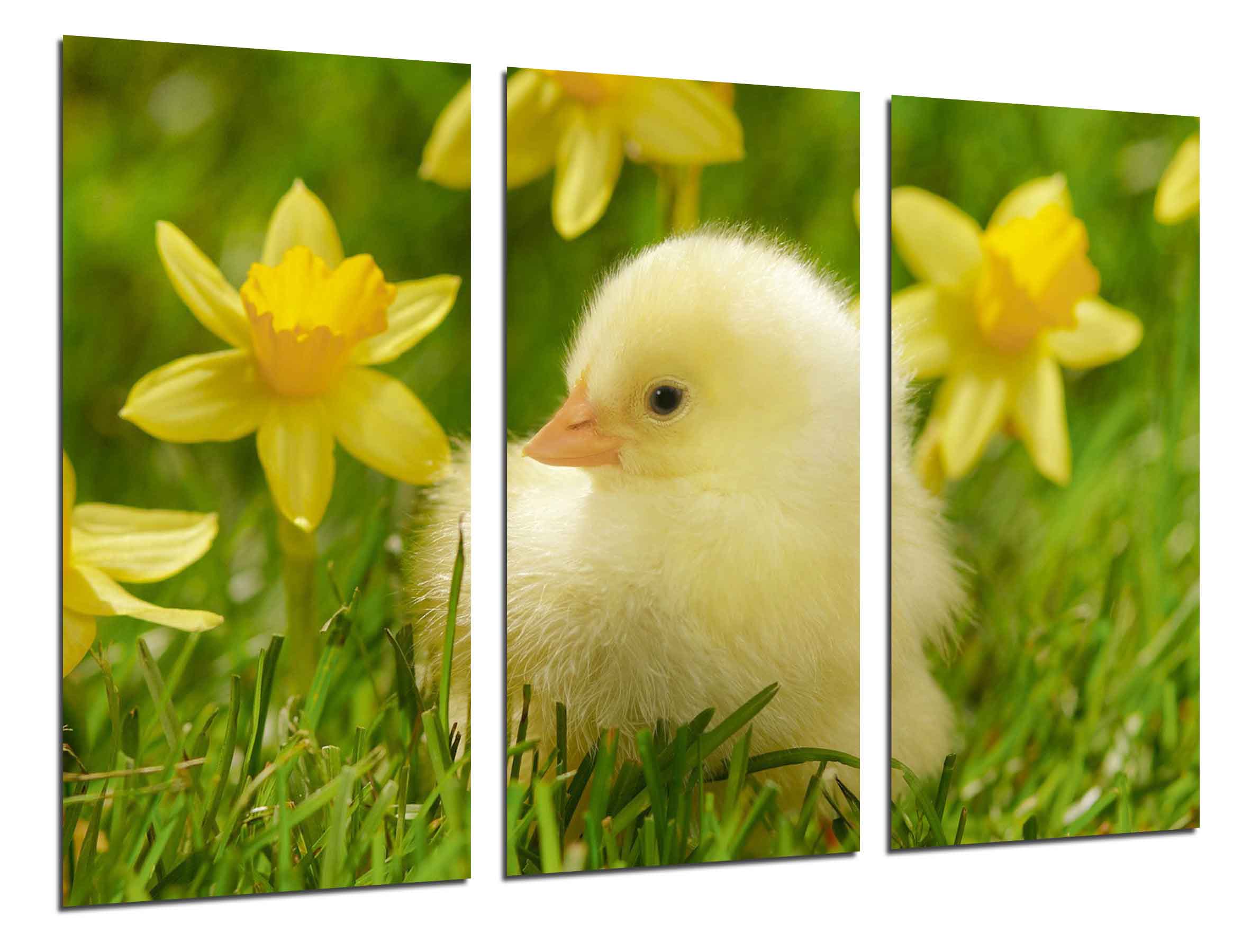 Pulcino dipinto, anatroccolo giallo nel prato, stampa fotografica su ...