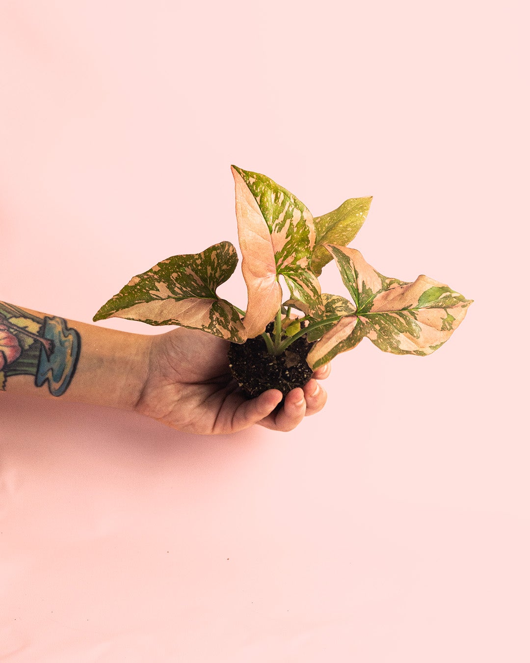 Syngonium Pink Splash | Mini Planta Natural | Pur Plant | Leroy Merlin