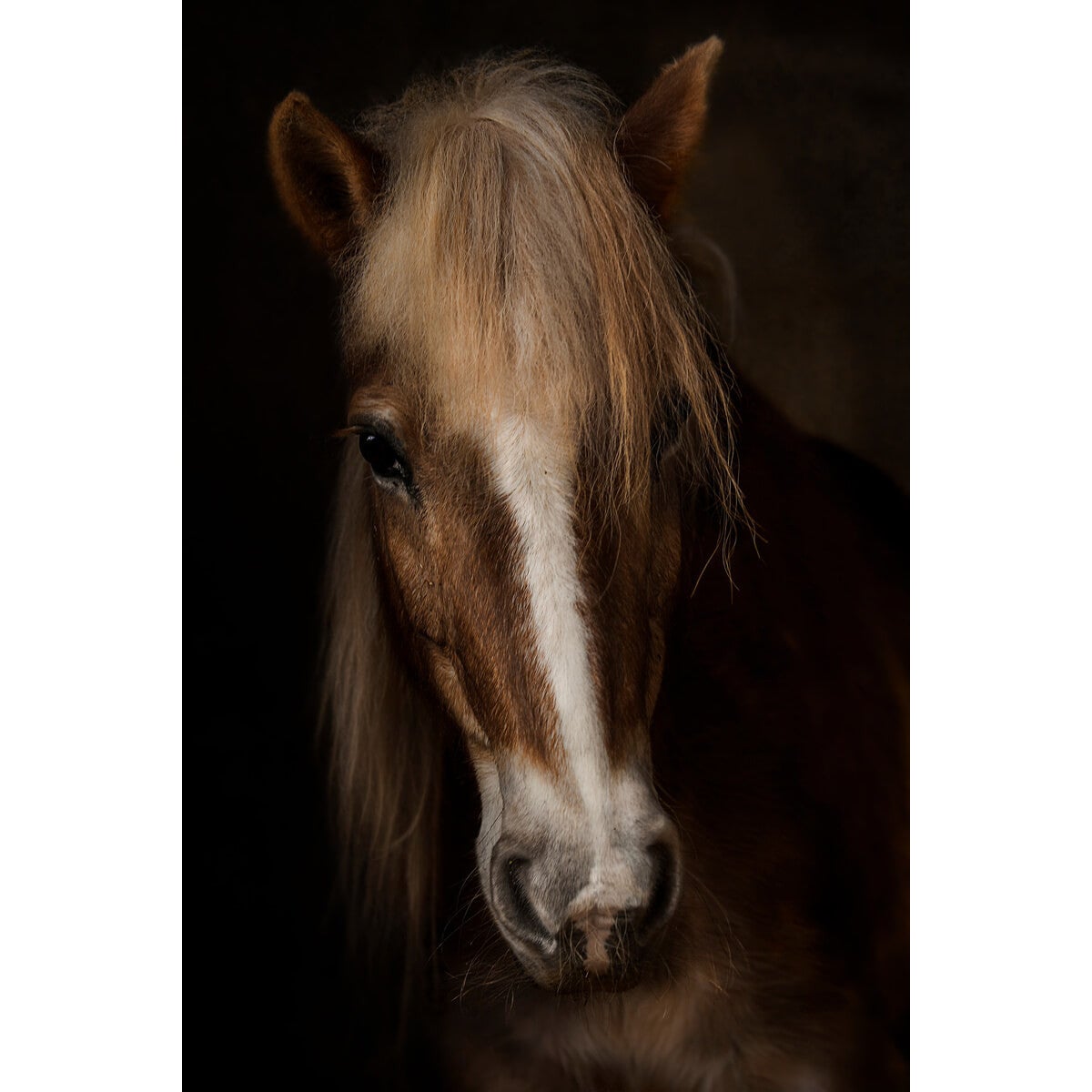Tableau mural portrait cheval | Leroy Merlin
