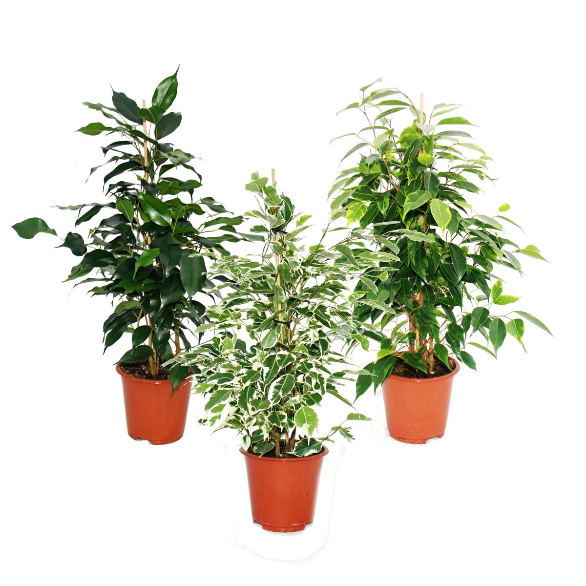 Ficus benjamini - Set di 3 - Danielle - Anastasia - Twighlight vaso da ...
