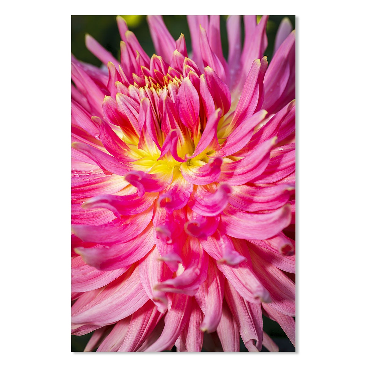 Affiche fleur coeur de dahlia rose - 40x60cm - made in France | Leroy ...