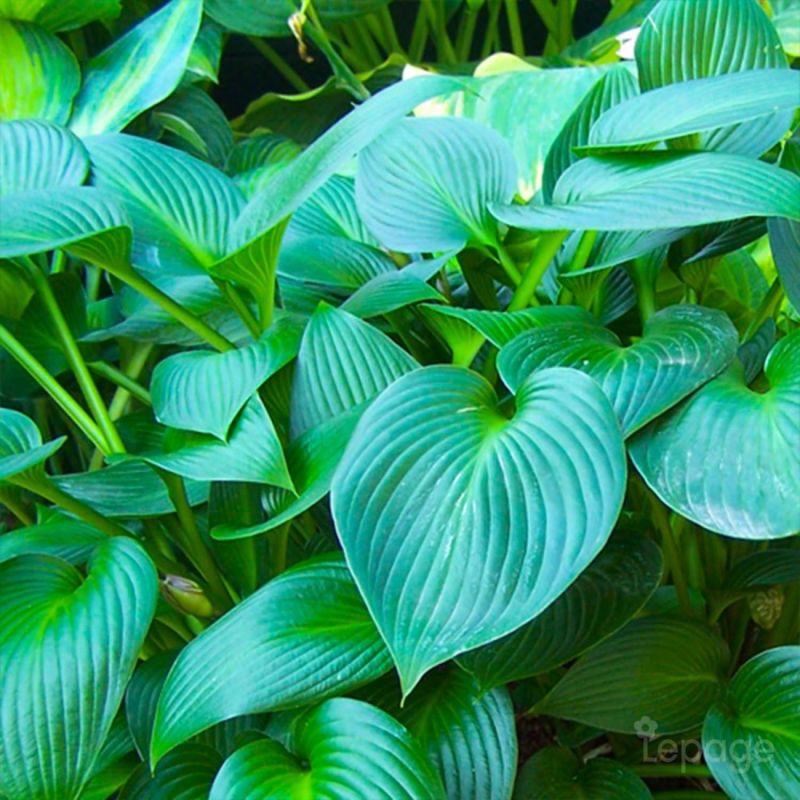 3 Hostas 'Devon Green' (Hosta 'Devon Green') - Lot de 3 vivaces ...
