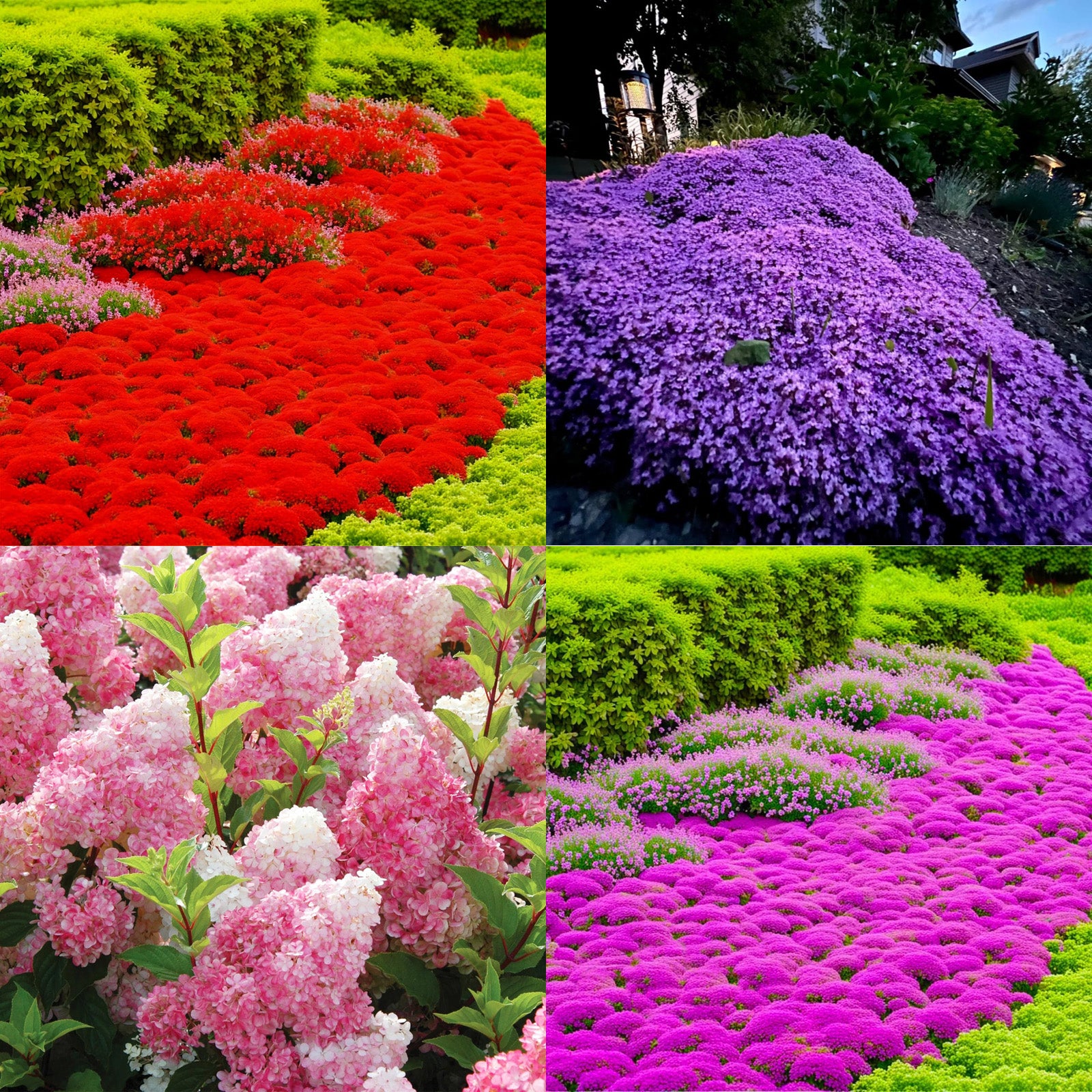 10 000 graines de thym rose + 10 000 graines de thym rouge + 10 000 ...