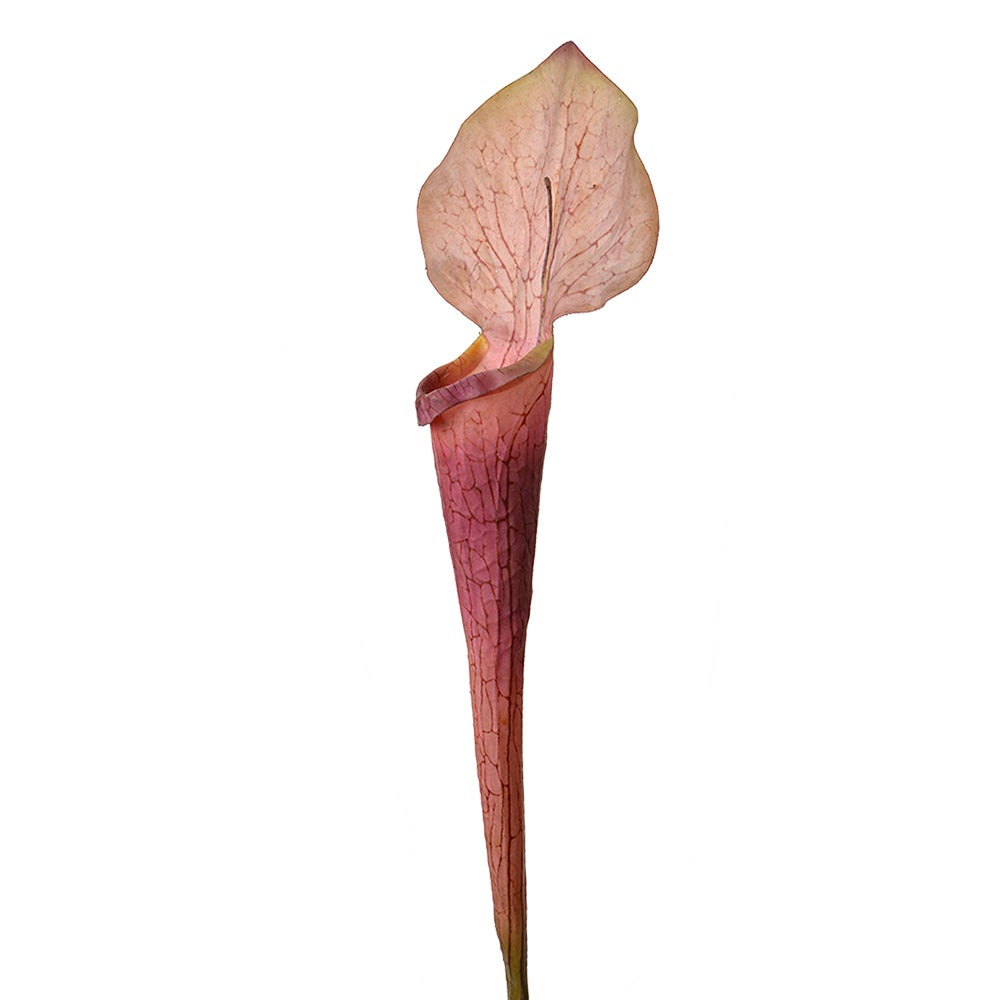 Clayre & Eef Fleur artificielle 75 cm Violet | Leroy Merlin