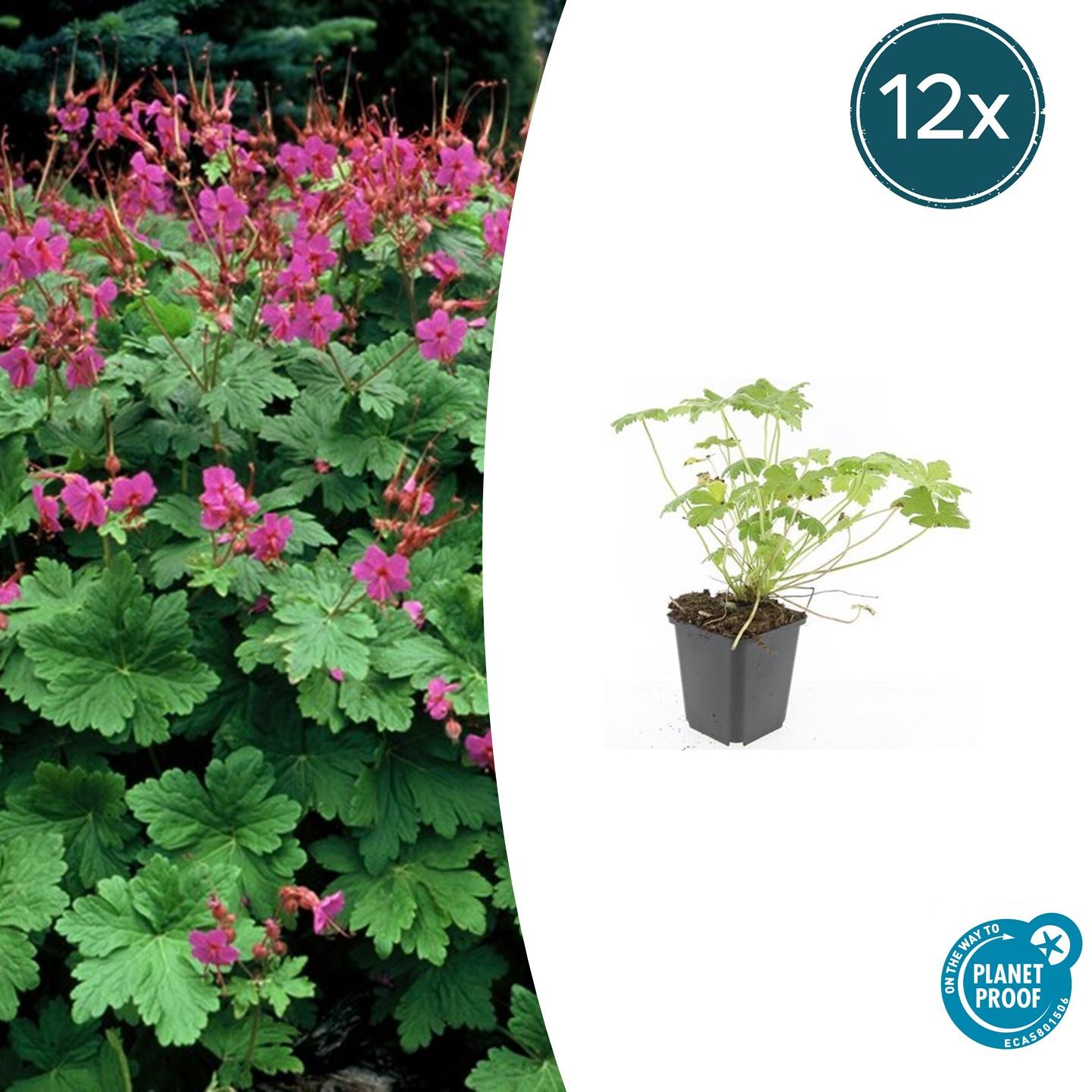12x Geranium macrorrhizum 'Czakor' – 10-25 cm – Ø9 cm – Cubresuelos ...
