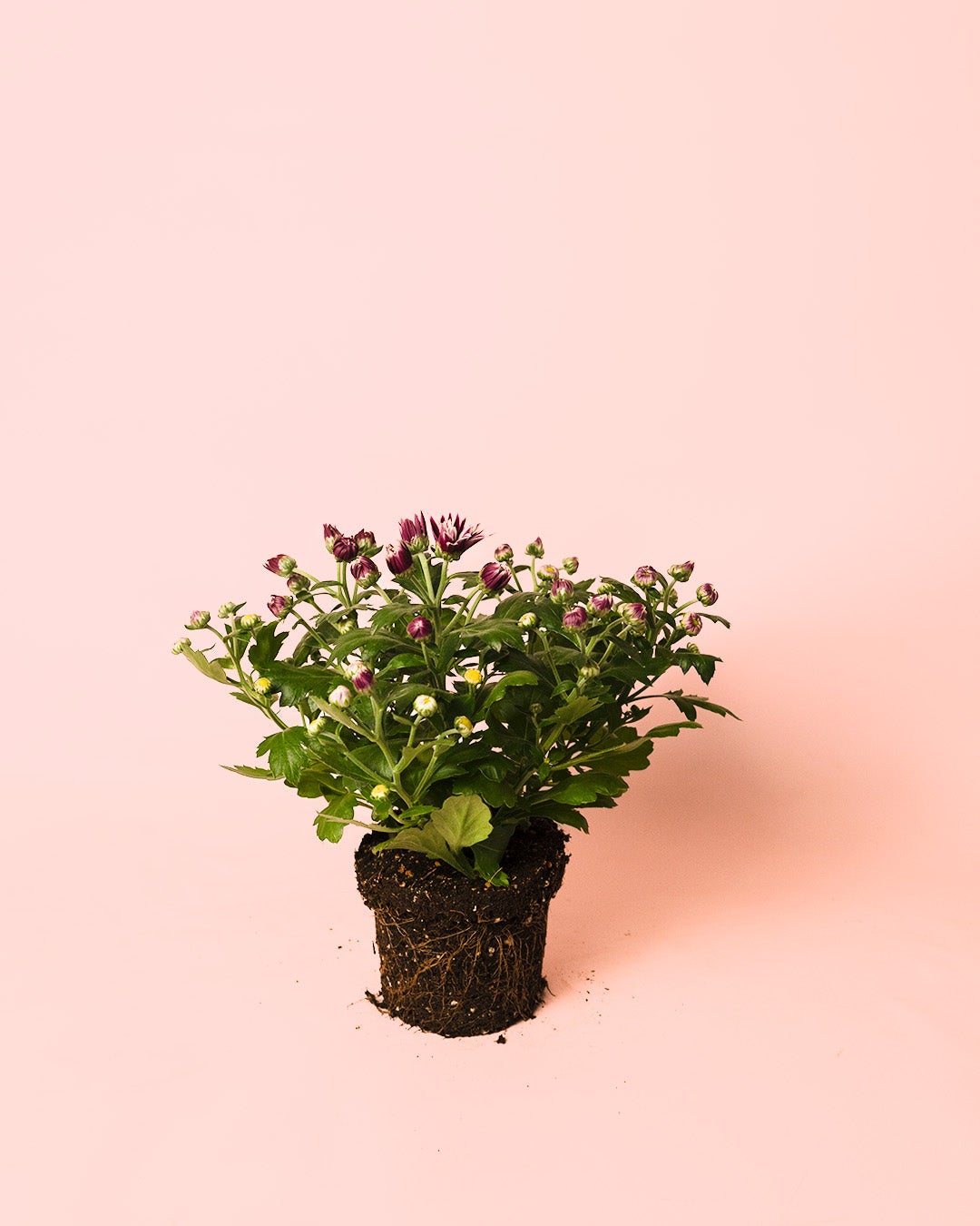 Crisantemo Morado - Planta Crisantemo Natural | Leroy Merlin