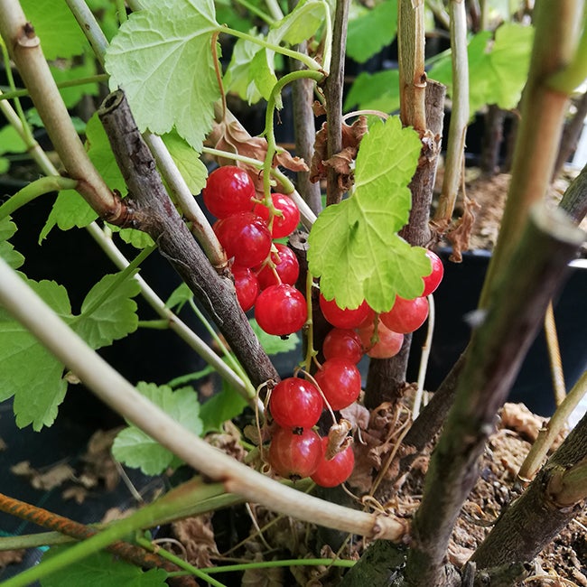 Groseillier à grappes 'London Market' - ribes rubrum 3L - 60/90cm ...
